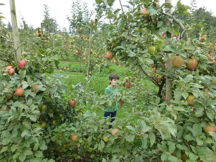 Best Apple Farm in Abbotsford – Willowview Farms